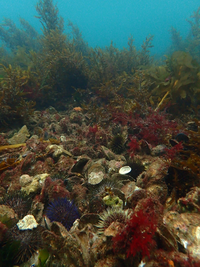 Shellfish reef restoration nets top science award
